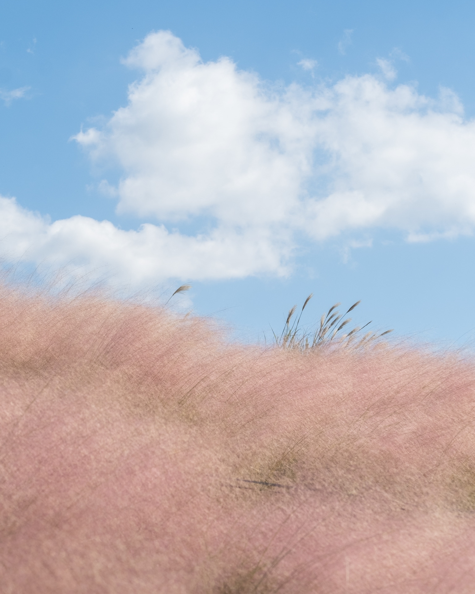 Rosy