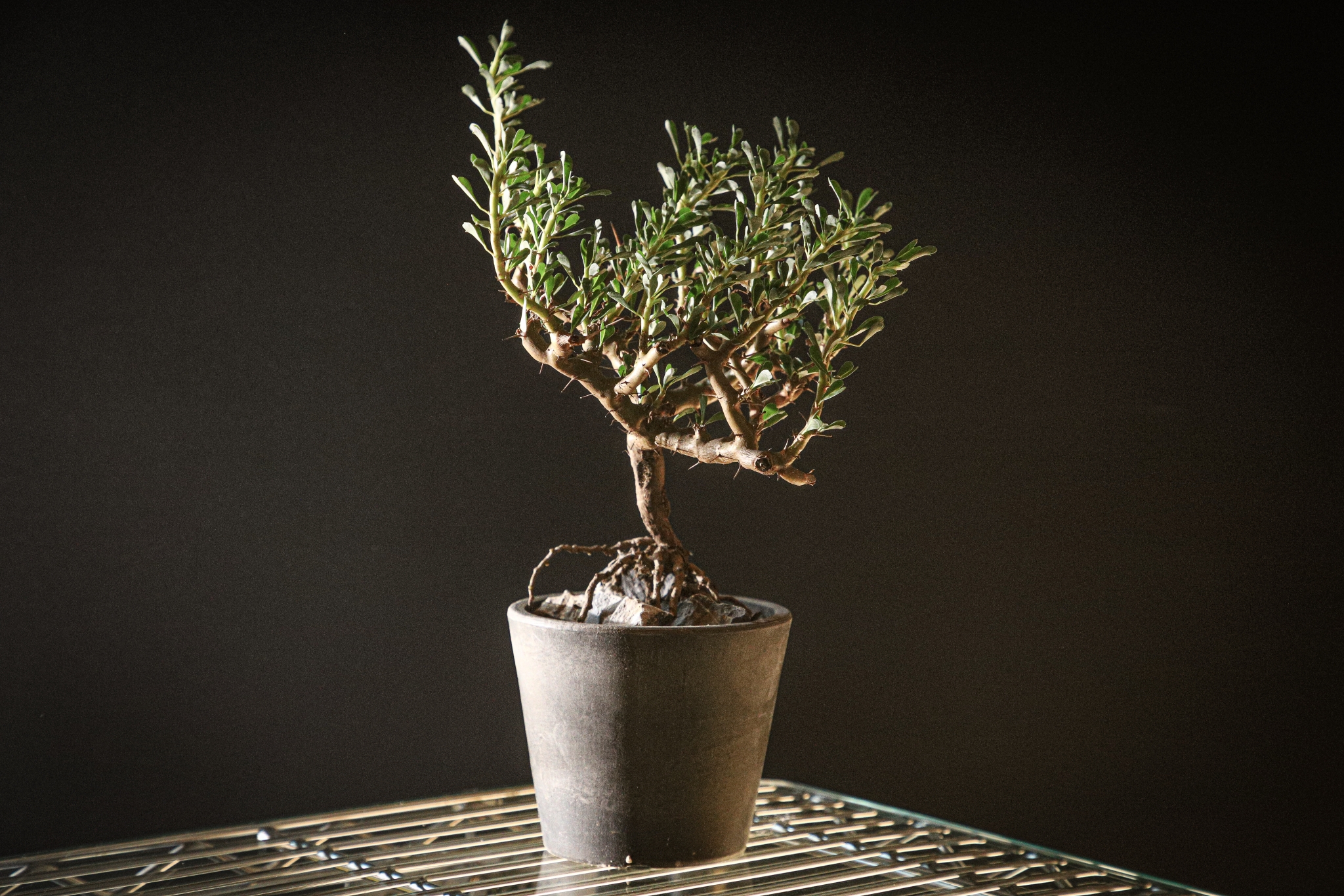 반데리에티에, Monsonia vanderietiae 23-101702