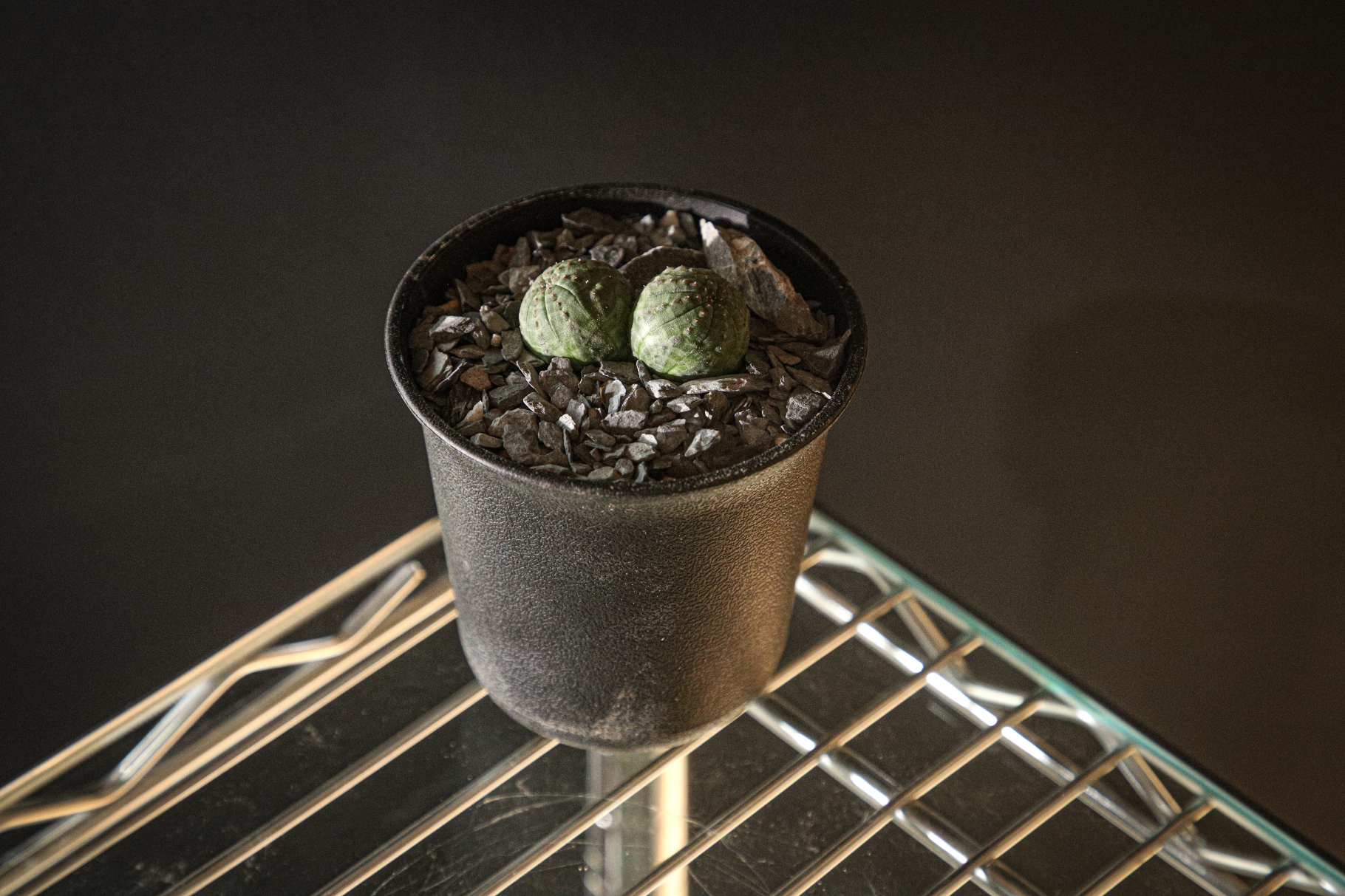 쌍두 오베사, Euphorbia obesa 23-102412