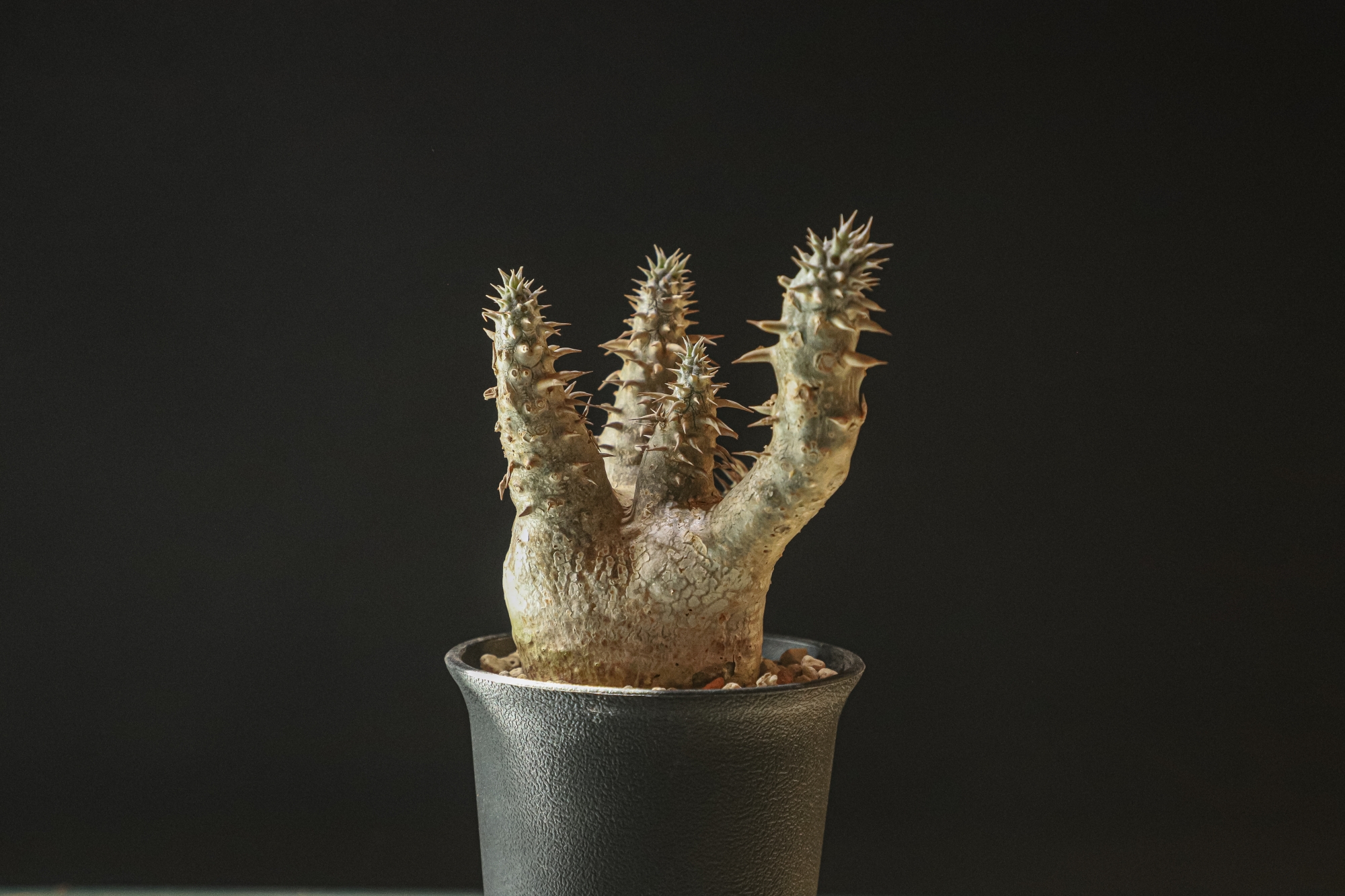 덴시플로럼, Pachypodium densiflorum 24-011203