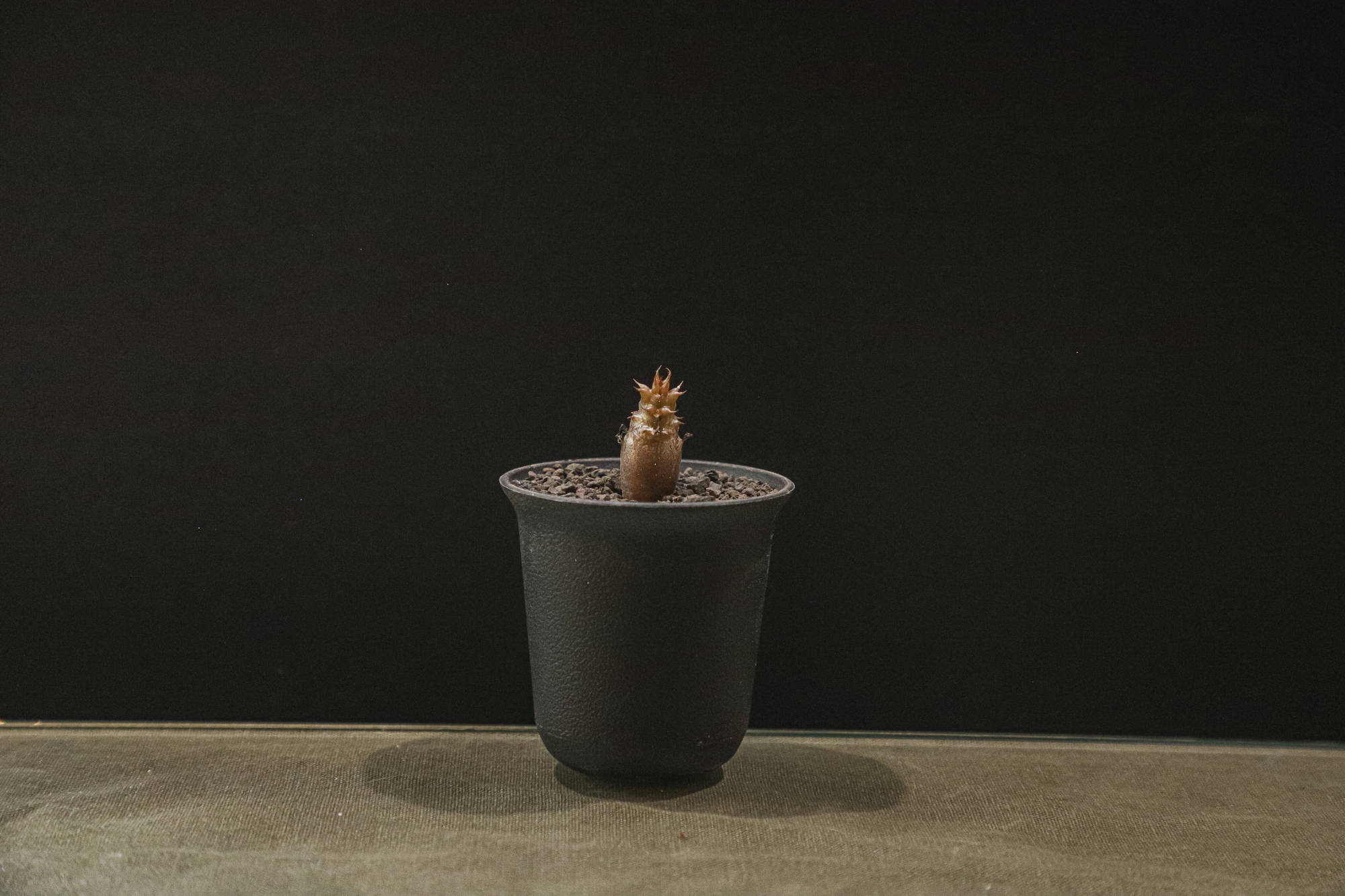 바로니, Pachypodium baronii 24-040205