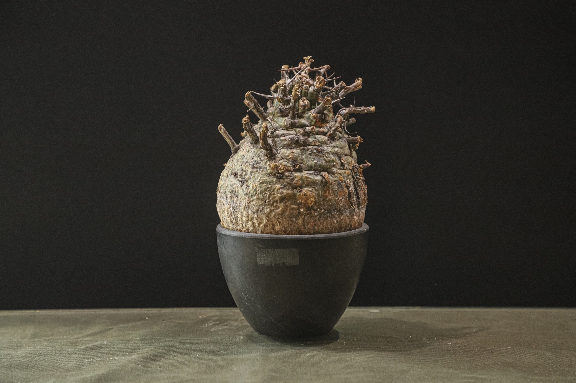 (~12일 까지) 컬럼나리스, Fouquieria columnaris 24-050902