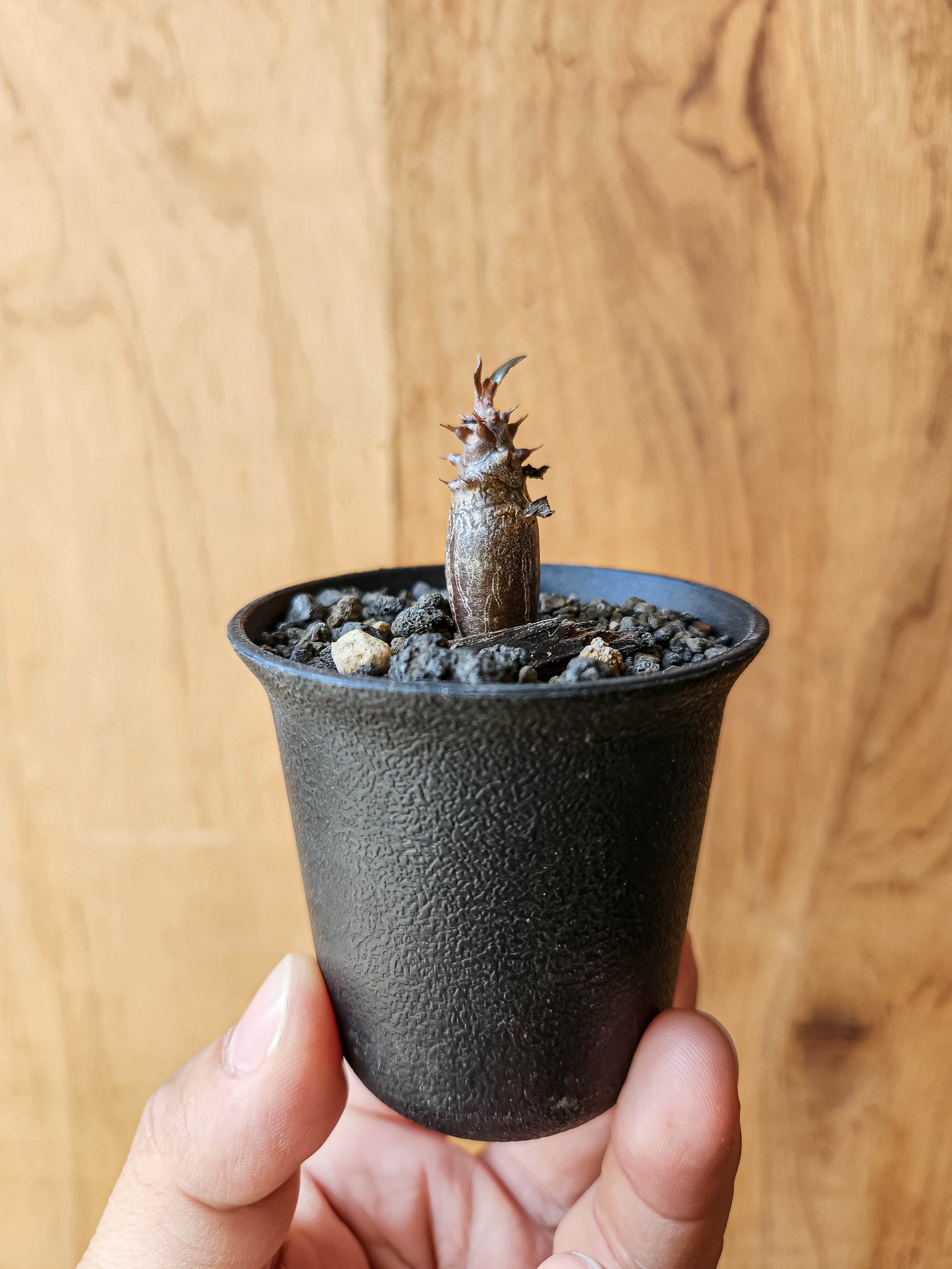 바로니, Pachypodium baronii 24-051203