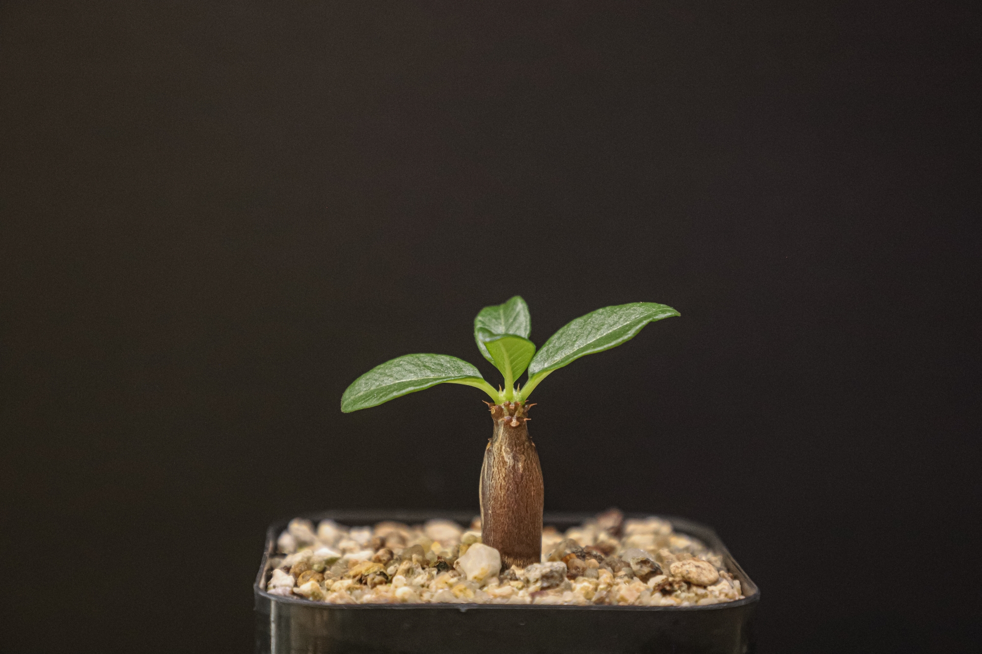 윈저리, Pachypodium baronii var. windsorii 24-062002