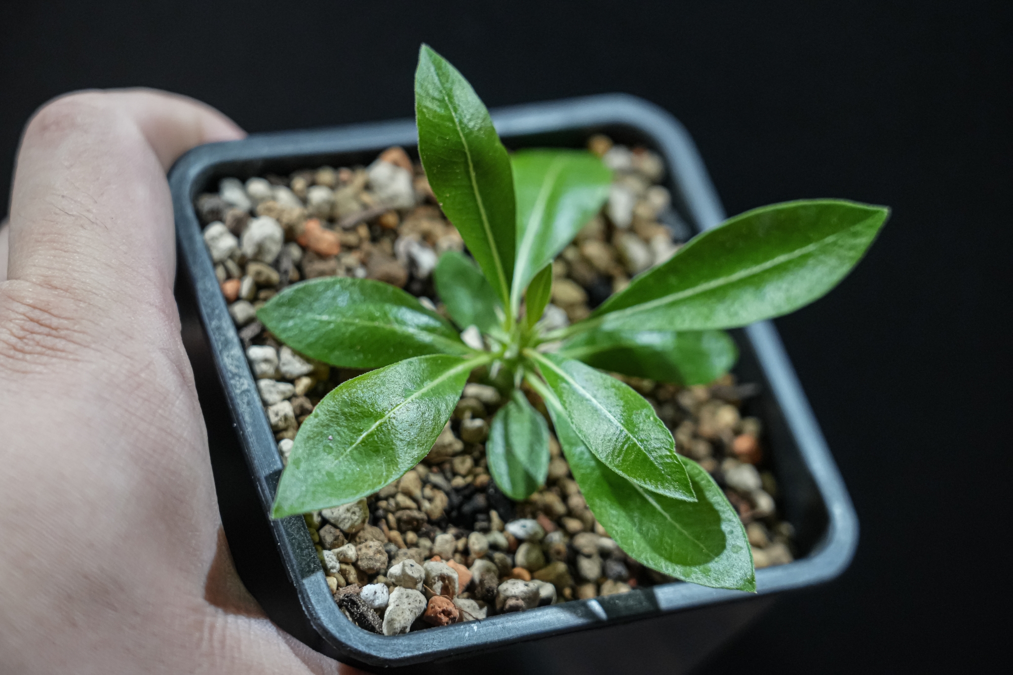 바이컬러, Pachypodium bicolor 24-091210