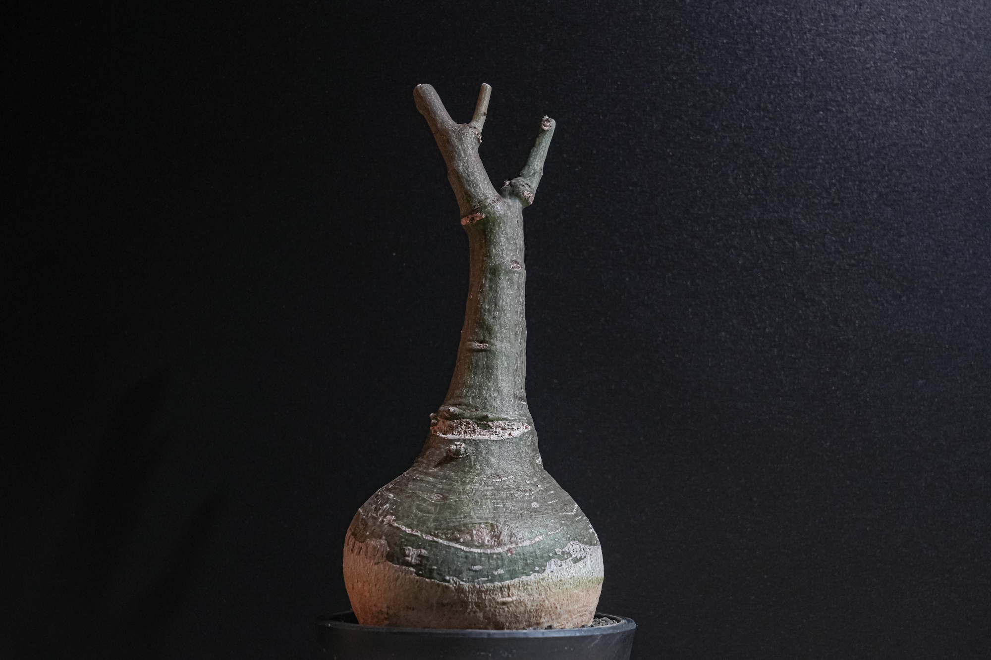 글라우카, Adenia glauca 25-022102