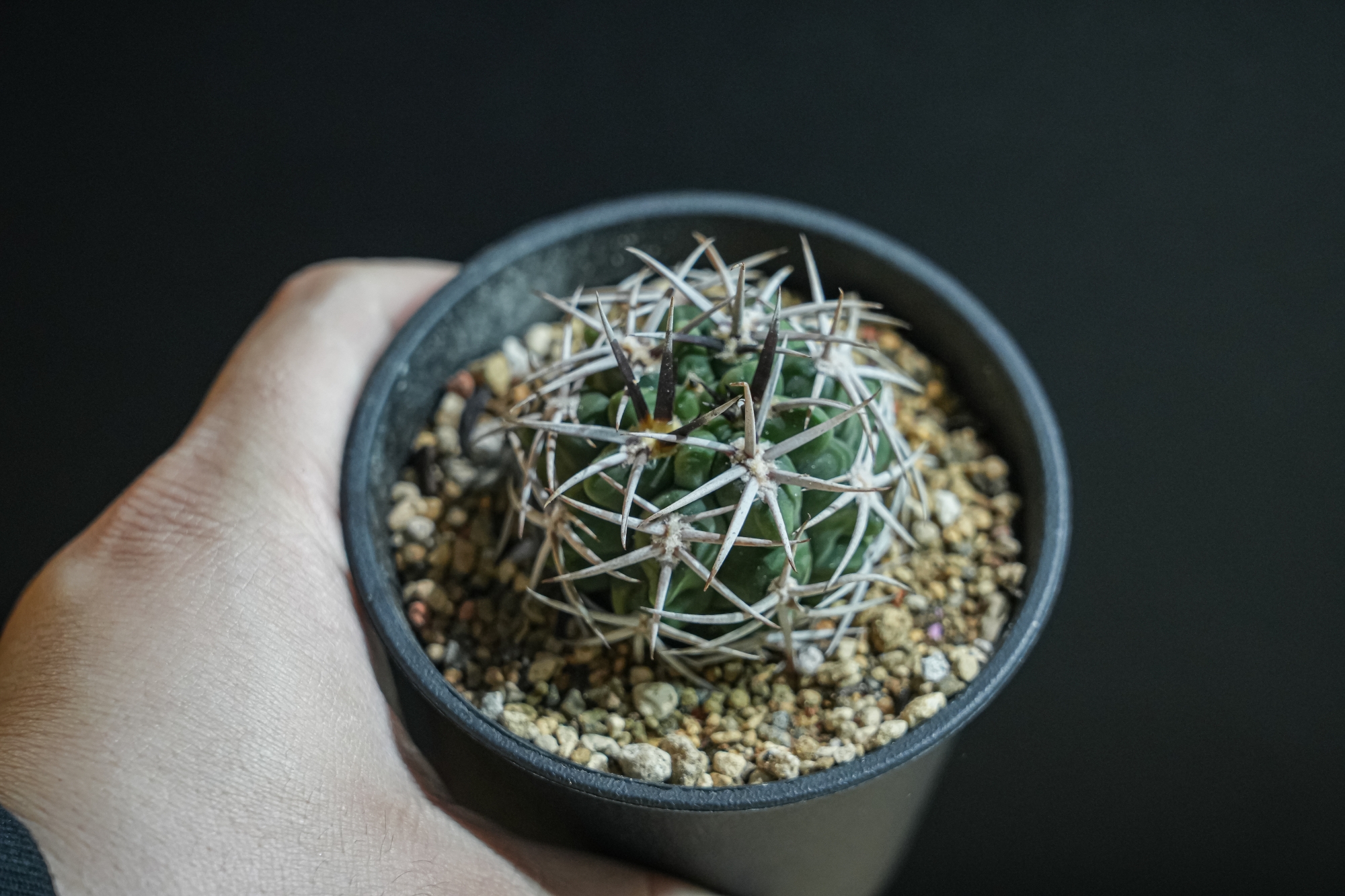 호저환, Gymnocalycium castellanosii ssp. ferocius 25-030405