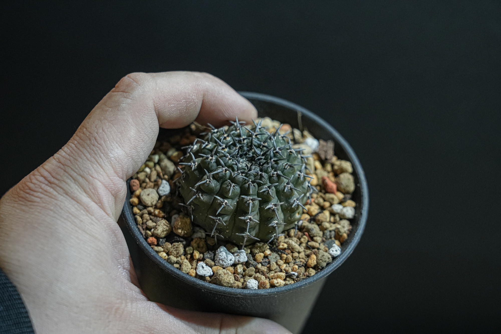괴룡환, Gymnocalycium bodenbenderianum 25-030409