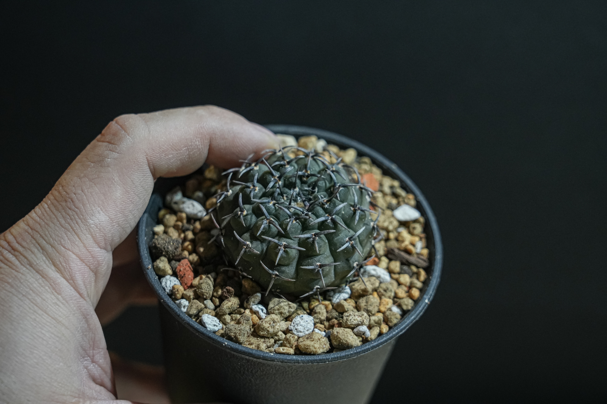 괴룡환, Gymnocalycium bodenbenderianum 25-030410