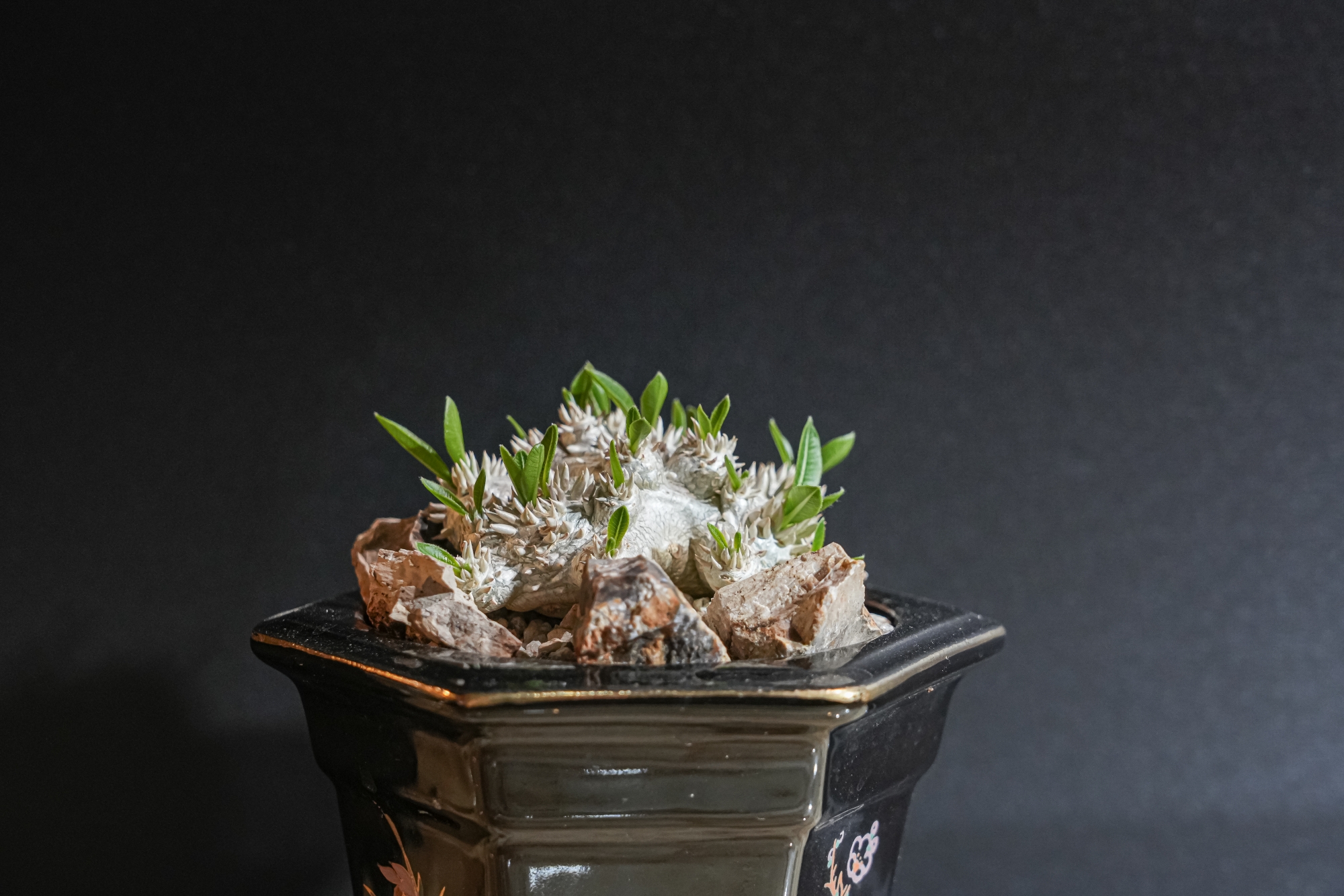 브래비카울, Pachypodium brevicaule 25-040104