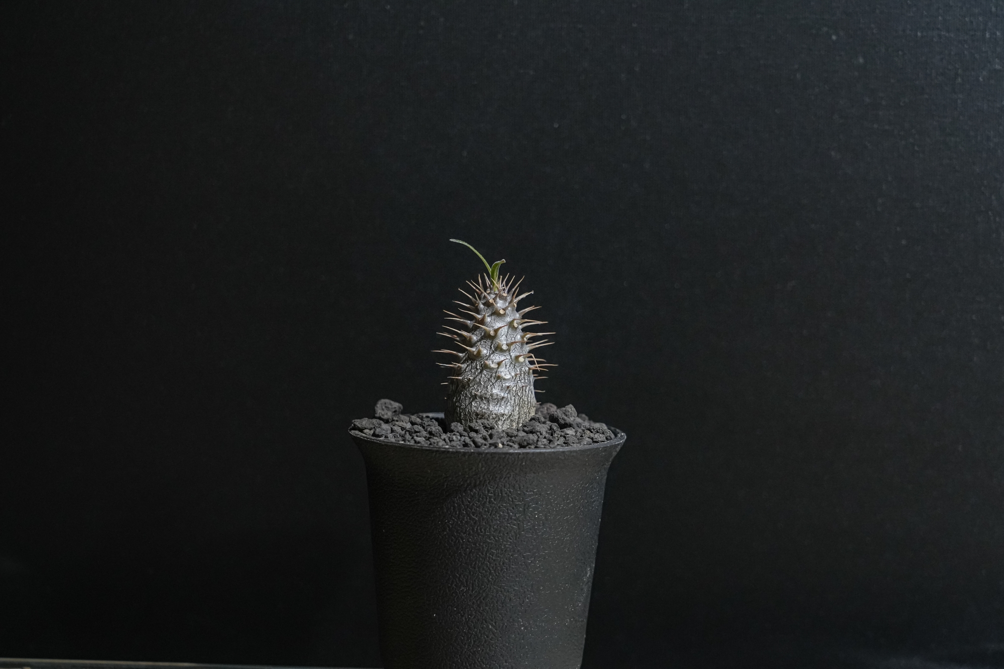 그락실리우스, Pachypodium gracilius 25-0401603