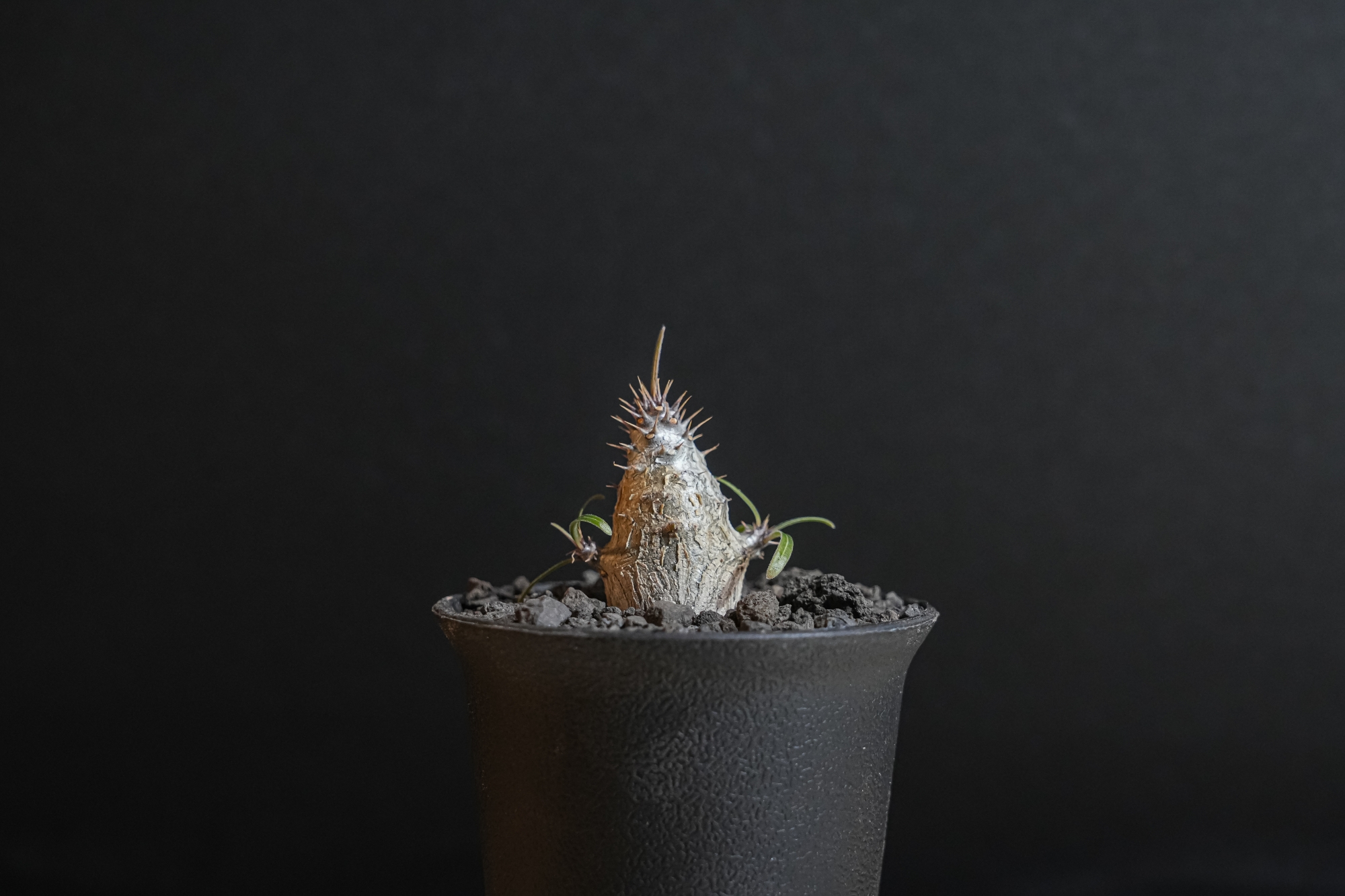 [우주선] 그락실리우스, Pachypodium gracilius 25-0401704