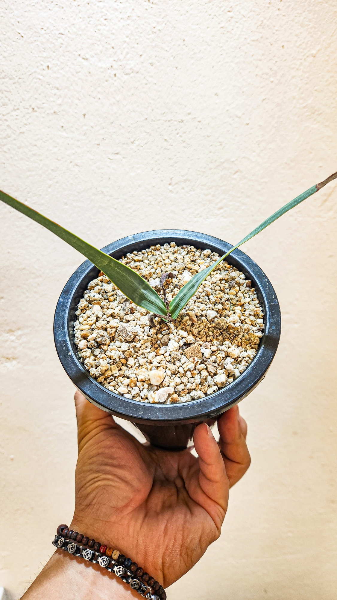 미라빌리스, Welwitschia mirabilis 25-071601