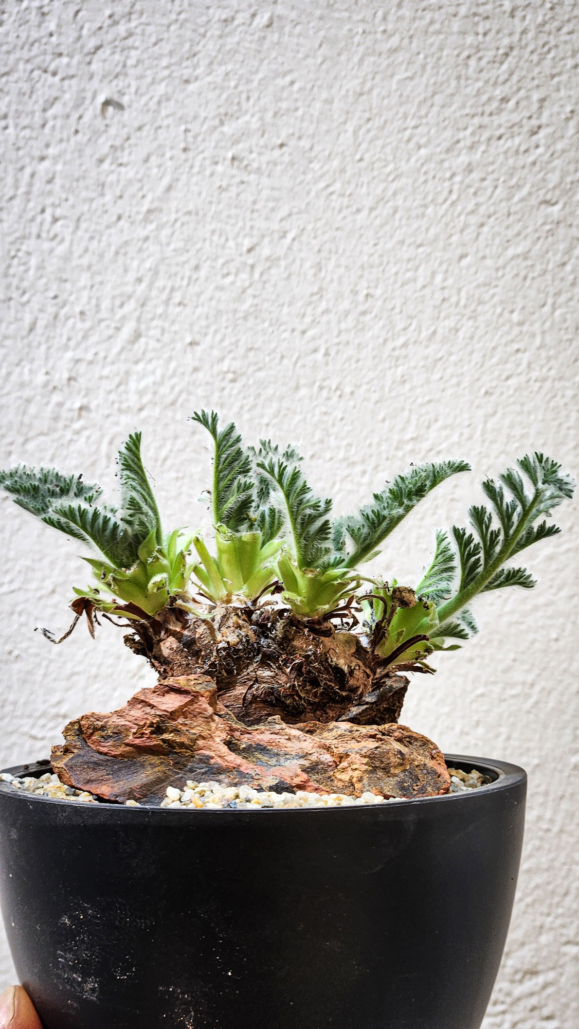 아펜디쿨라텀, Pelargonium appendiculatum 25-110605
