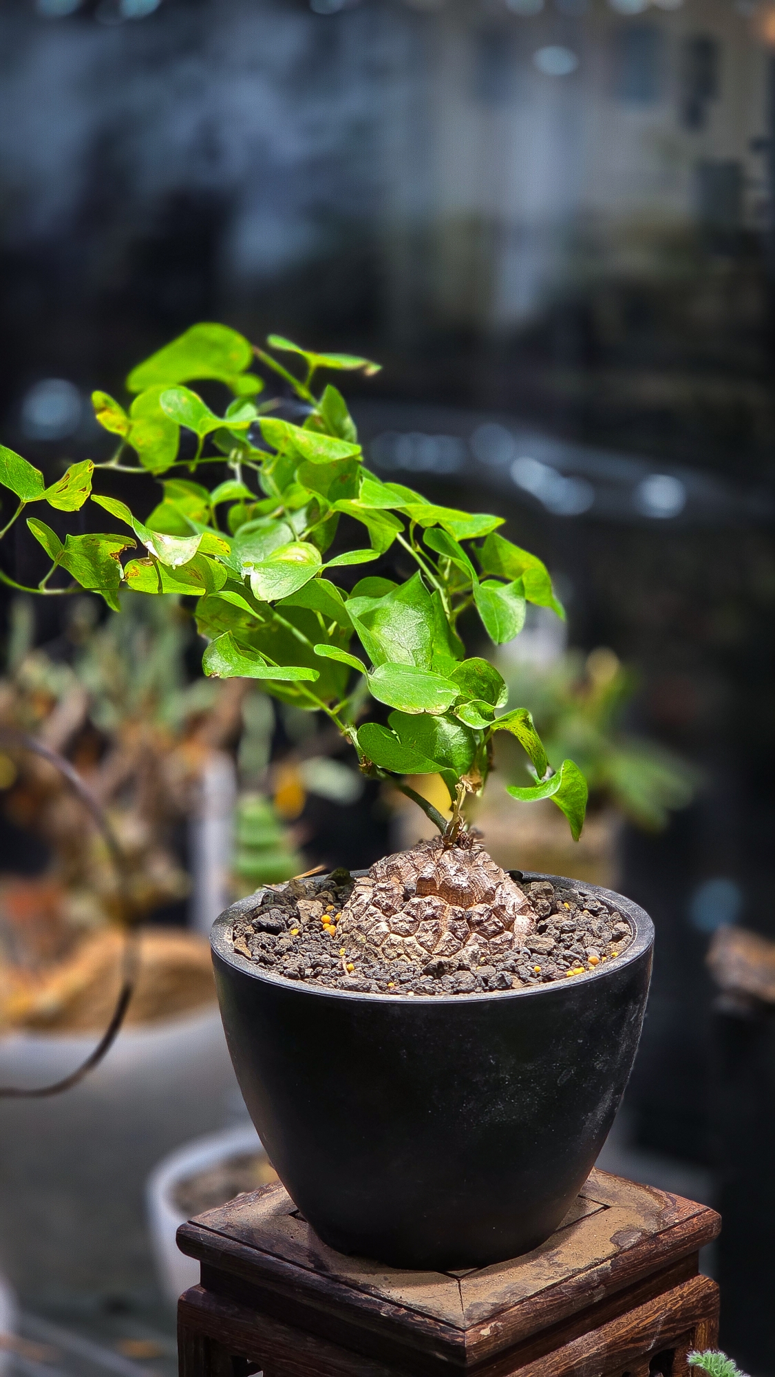 구갑룡, Dioscorea elephantipes 25-111204