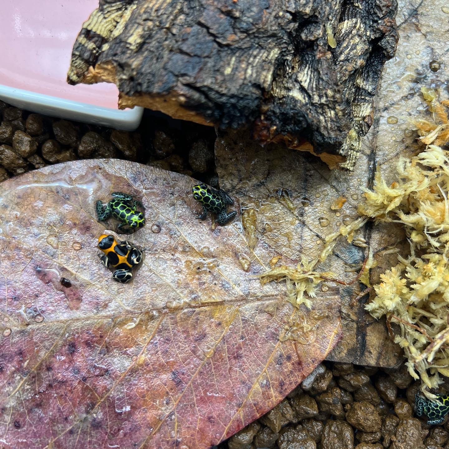 KRCB 이미테이터 밴디드 (베이비) 미구분