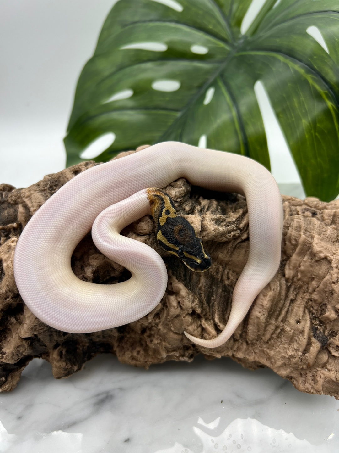 [Ball Python] 23CB Pastel Piebald 0.1 (High White)